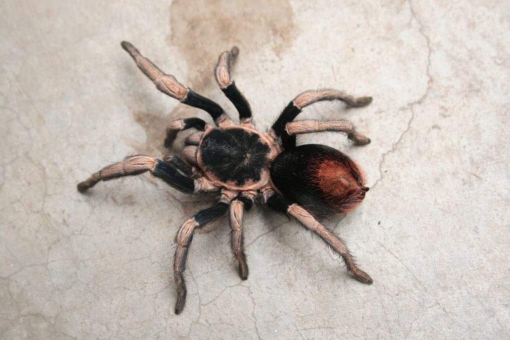 Hapalotremus from Complejo Arqueologico Waqrapukara "Acos" on April 26 ...