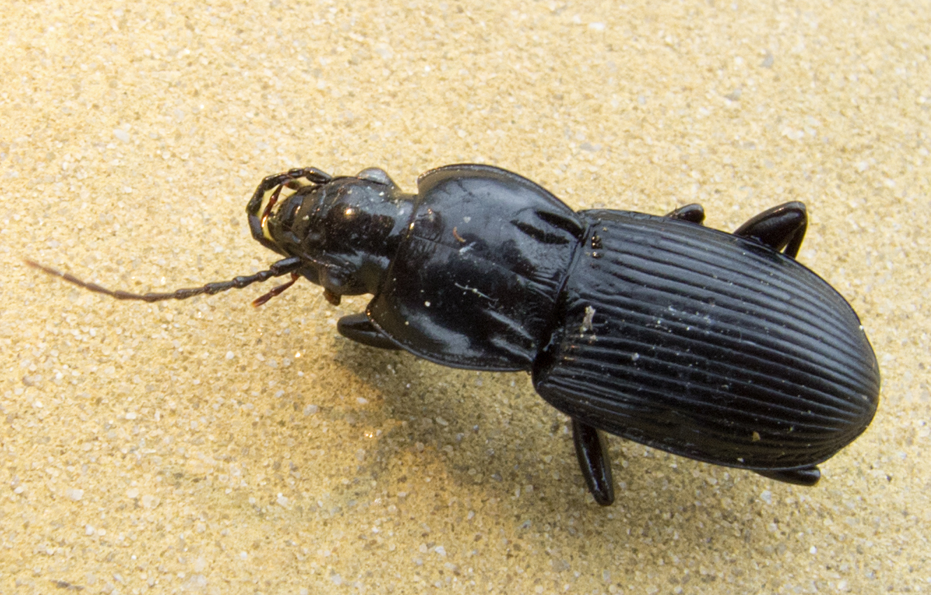 Pterostichus melas (Creutzer, 1799)
