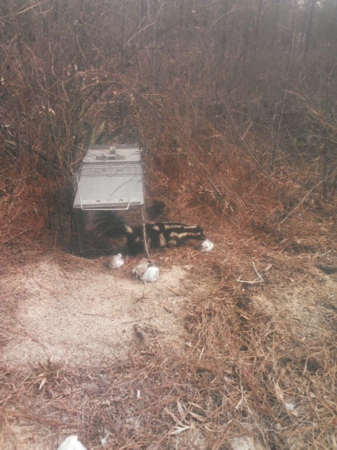 Eastern Spotted Skunk in February 2015 by Emily Ferrall. Caught in ...