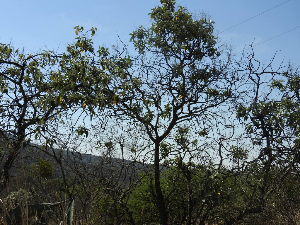 tepozan from Tepetitlán, Hgo., México on March 30, 2017 at 09:58 AM by ...