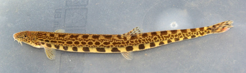 Cobitis calderoni (Pyrenees' Biodiversity) · iNaturalist