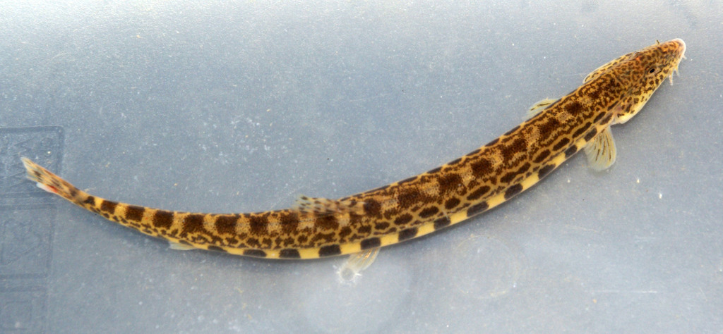 Cobitis calderoni (Pyrenees' Biodiversity) · iNaturalist