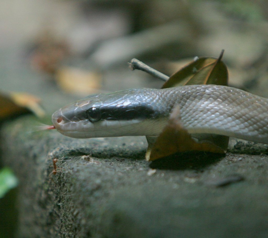Cave Racer (Snakes of Thailand) · iNaturalist