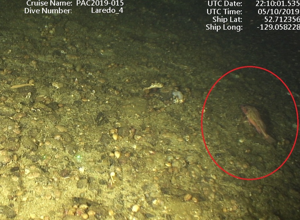 Greenstriped Rockfish (Seamounts of Canada's Large Offshore Pacific ...
