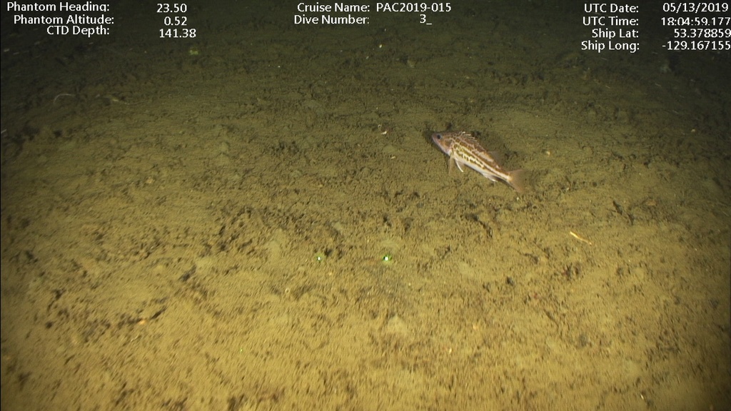 Greenstriped Rockfish (Seamounts of Canada's Large Offshore Pacific ...