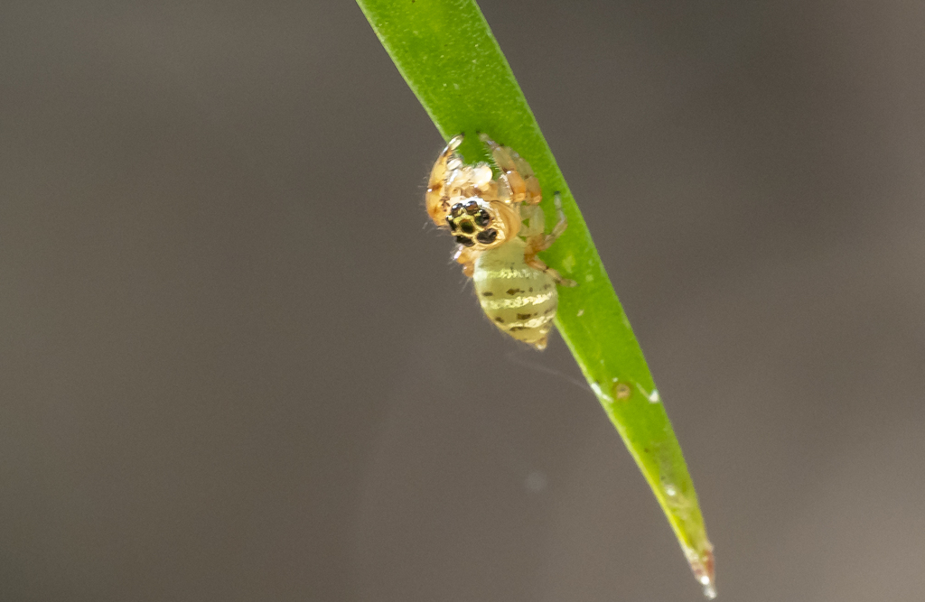 Goldband Thyene Jumping Spider from Fisher Haven, Knysna, 6571, Zuid ...