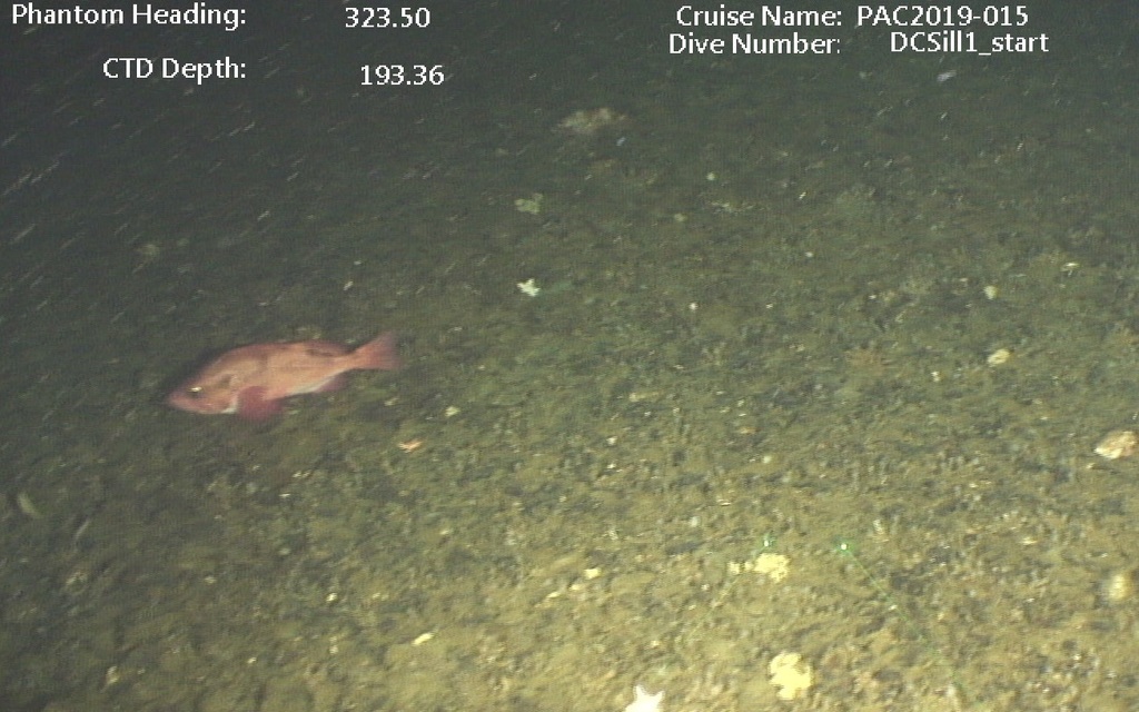 Pacific Ocean Perch (Sebastes alutus) - Marine Life Identification