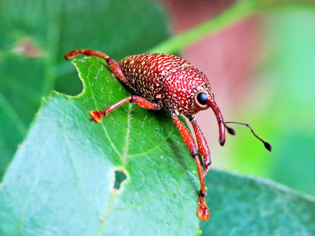 Cholus lecidiosus from Provincia de Cartago, Turrialba, Costa Rica on ...