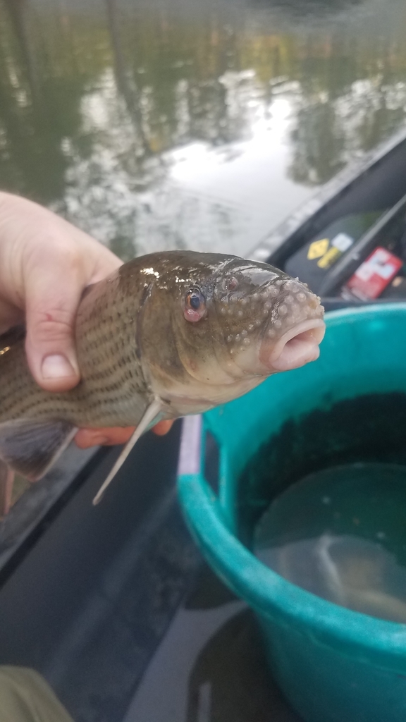 Spotted Sucker from Bigelow, AR 72016, USA on April 10, 2020 at 07:45 ...