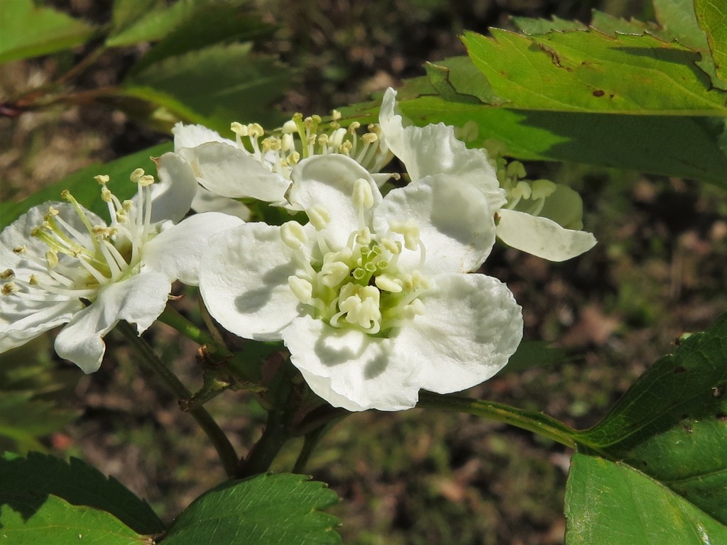 Gattinger's Hawthorn from Logan County, AR, USA on April 21, 2020 at 10 ...