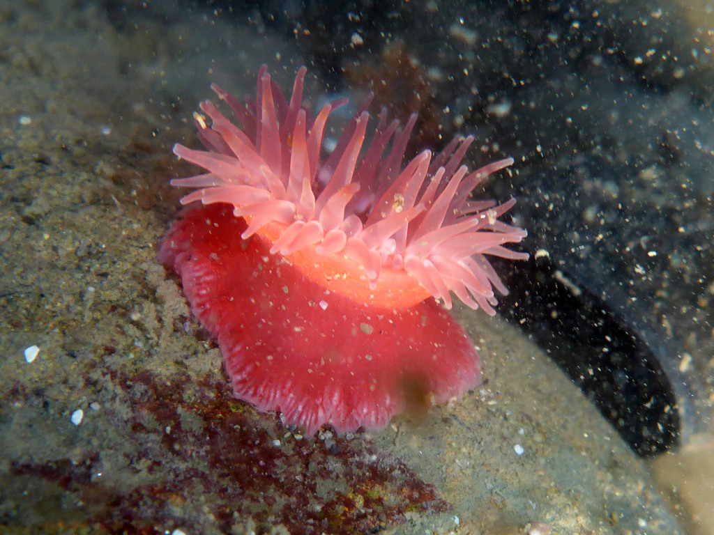 Brooding Anemone (Cnidarians of the Eastern Pacific - Anthozoans ...