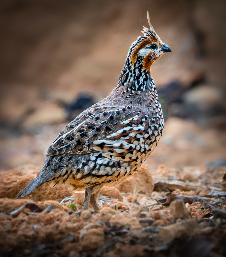 Perdiz (Guía de la avifauna del Centro de Formación Minero Ambiental ...