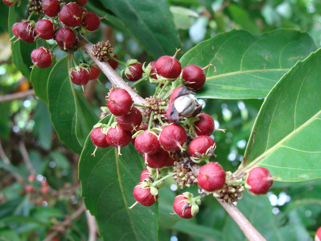 Piparea dentata from Huixtla, Chis., México on April 19, 2020 at 02:13 ...