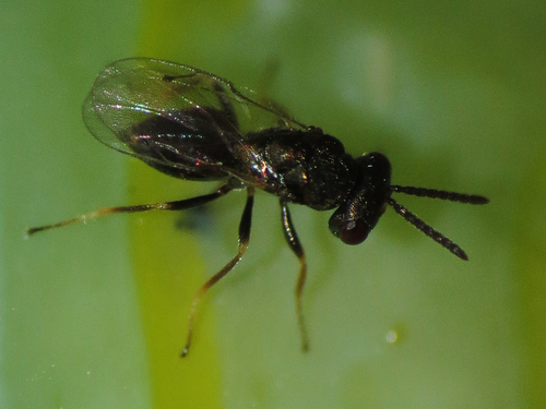 (Pteromalus)