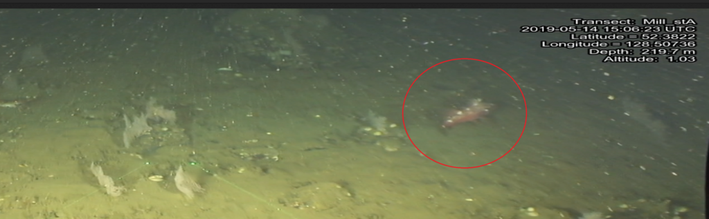 Rosethorn Rockfish (Seamounts of Canada's Large Offshore Pacific Area ...