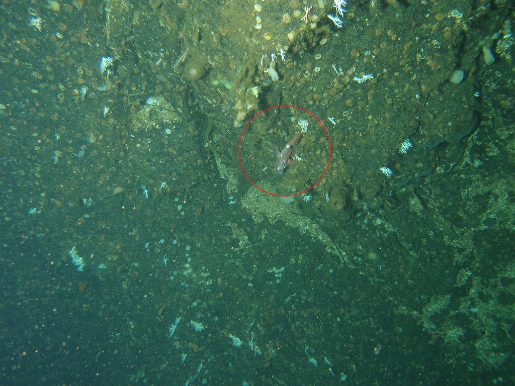 Rosethorn Rockfish (Seamounts of Canada's Large Offshore Pacific Area ...
