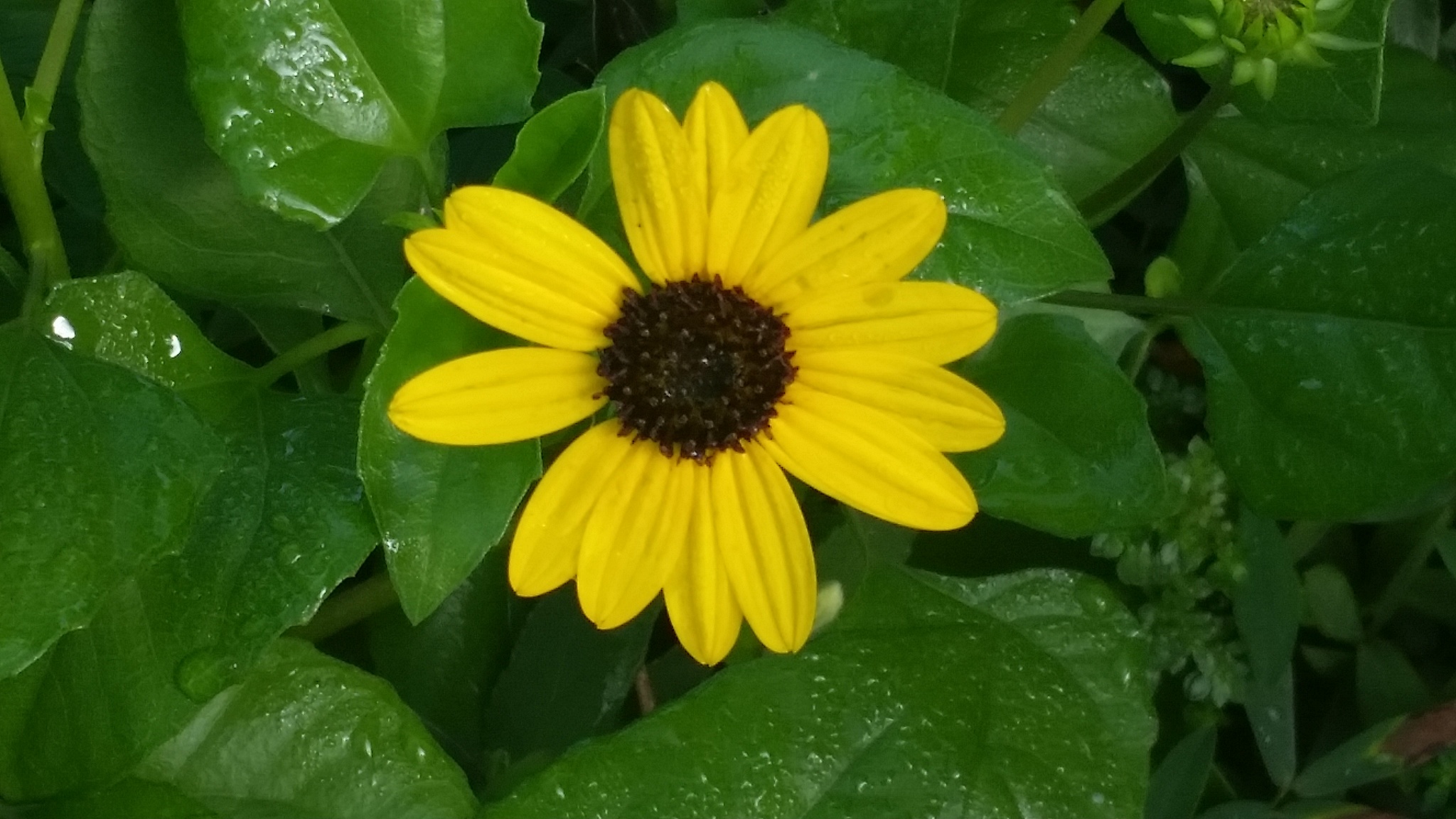 Helianthus debilis subsp. vestitus (E.Watson) Heiser