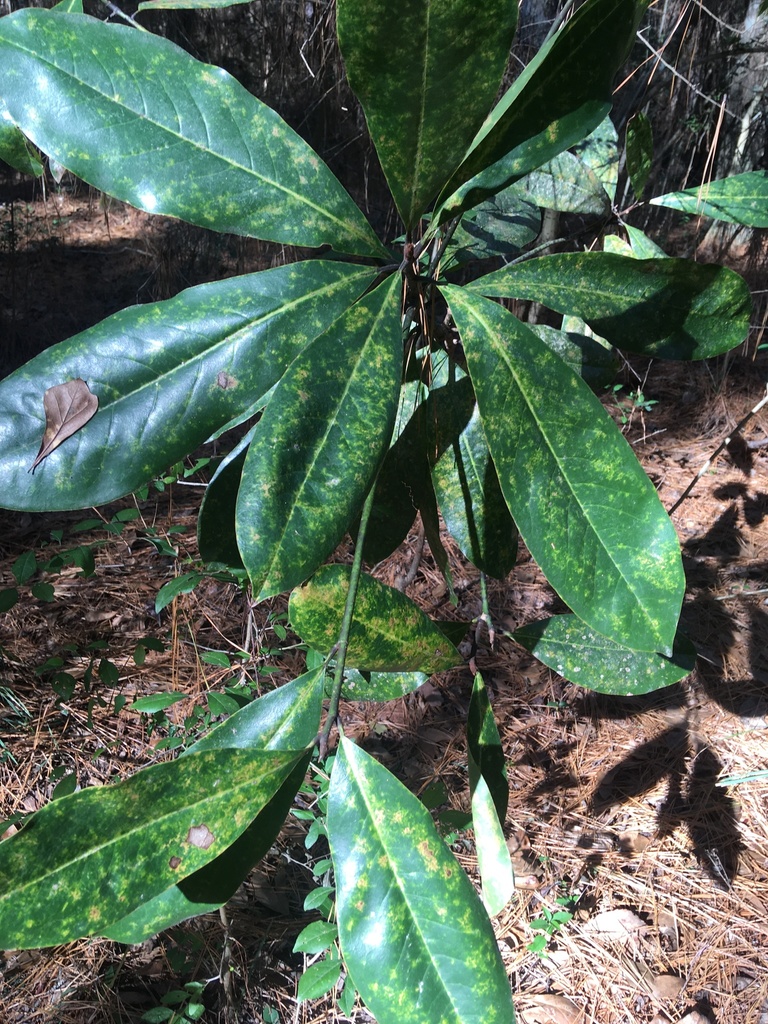 redbay from W. Goodrich Jones State Forest, Conroe, TX, US on December ...