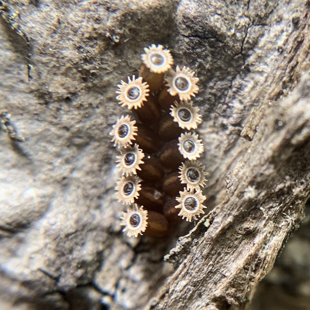 Spiny Assassin Bug from Monte Sano State Park, Huntsville, AL, US on ...