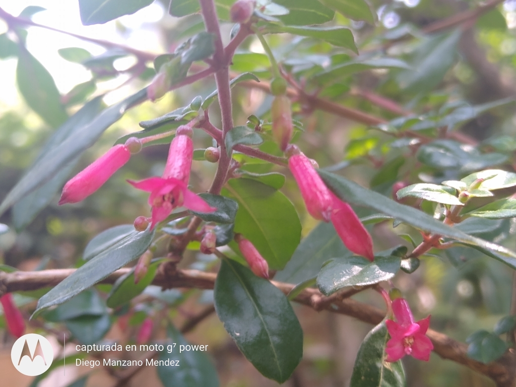 Fuchsia microphylla quercetorum from Ojo de Agua, San Cristóbal de las ...