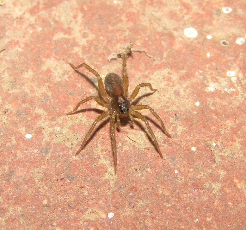 Wolf Spiders from 1 Lange St, The Wolds, New Germany, 3610, South ...