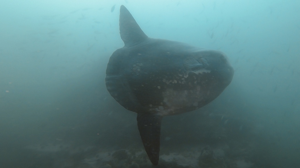 Hoodwinker Mola from Océano Pacífico Sur, Departamento de Lima, PE on ...