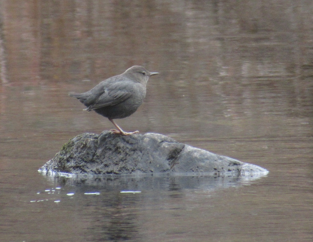 American Dipper from Mariposa County, CA, USA on January 12, 2020 at 01 ...