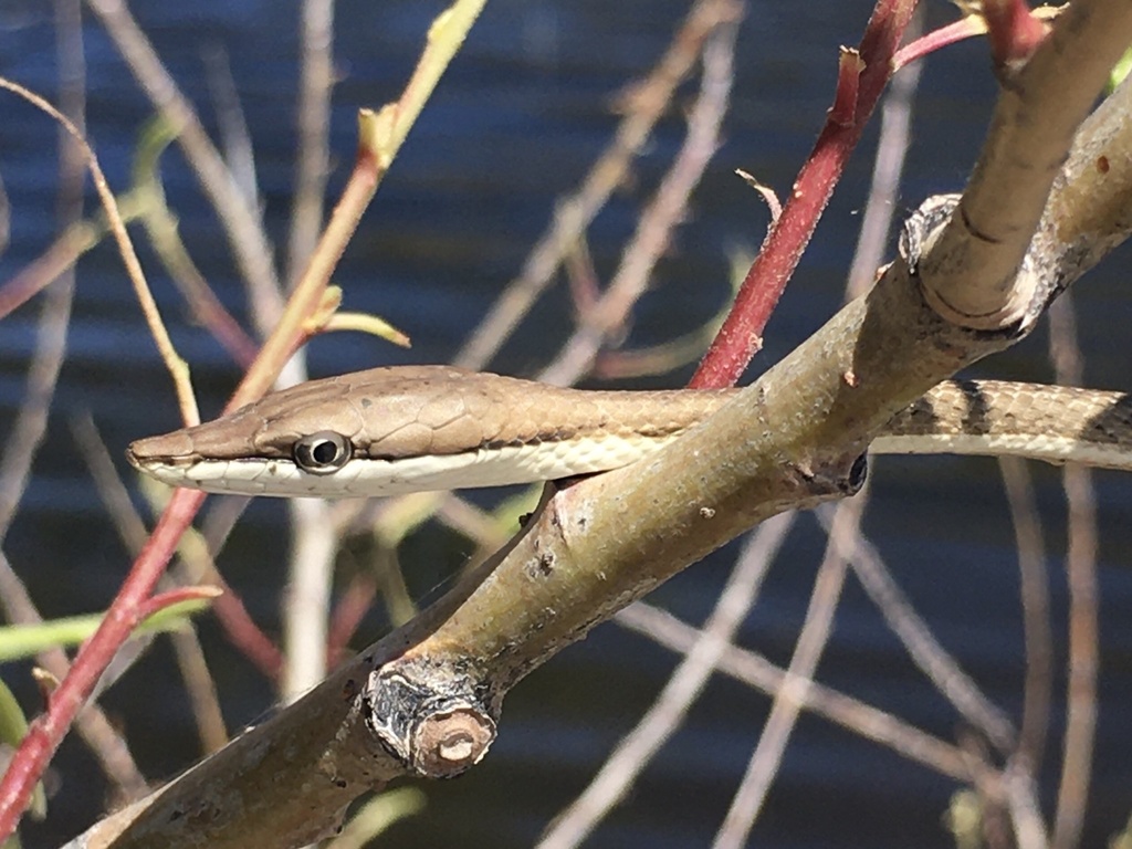 Oxybelis microphthalmus in April 2020 by David Bygott. About 50cm long ...