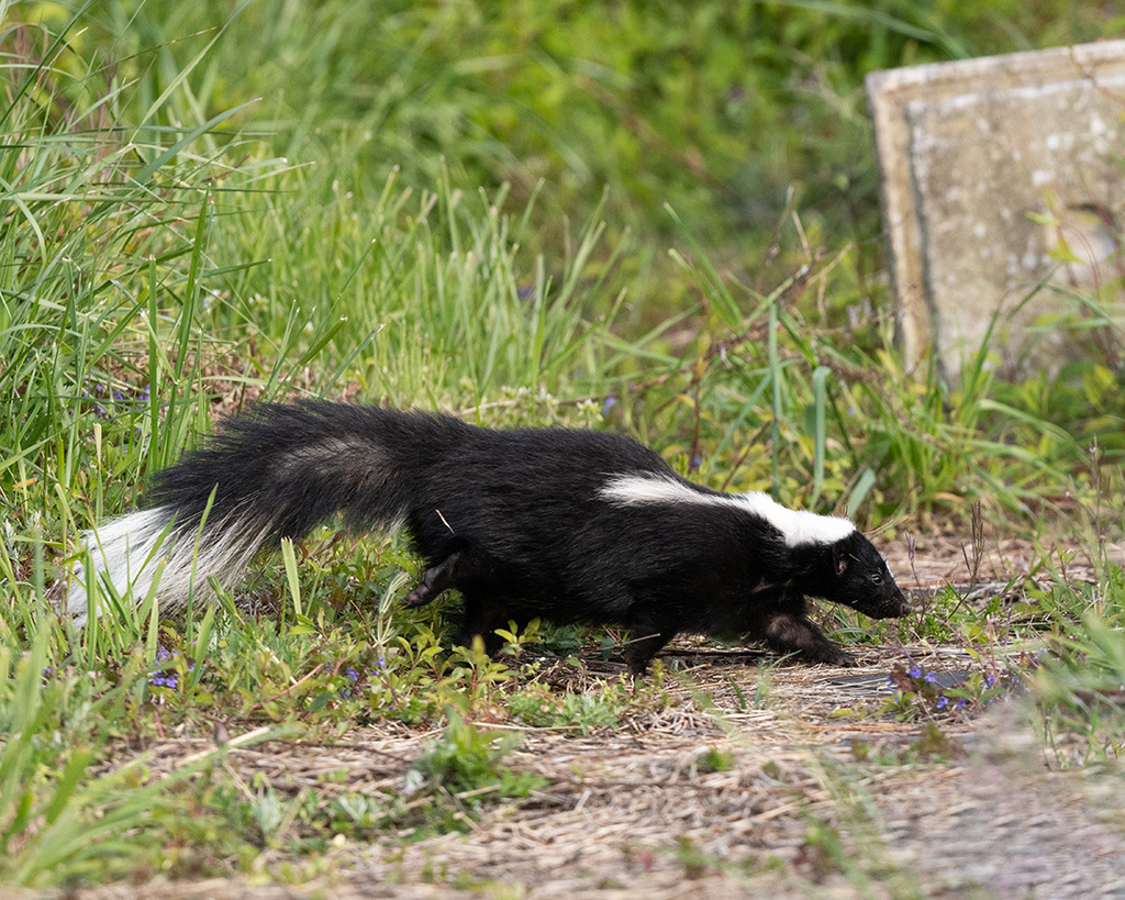 Striped Skunk from 435 Newark Ave, Jersey City, NJ 07302, USA on April ...