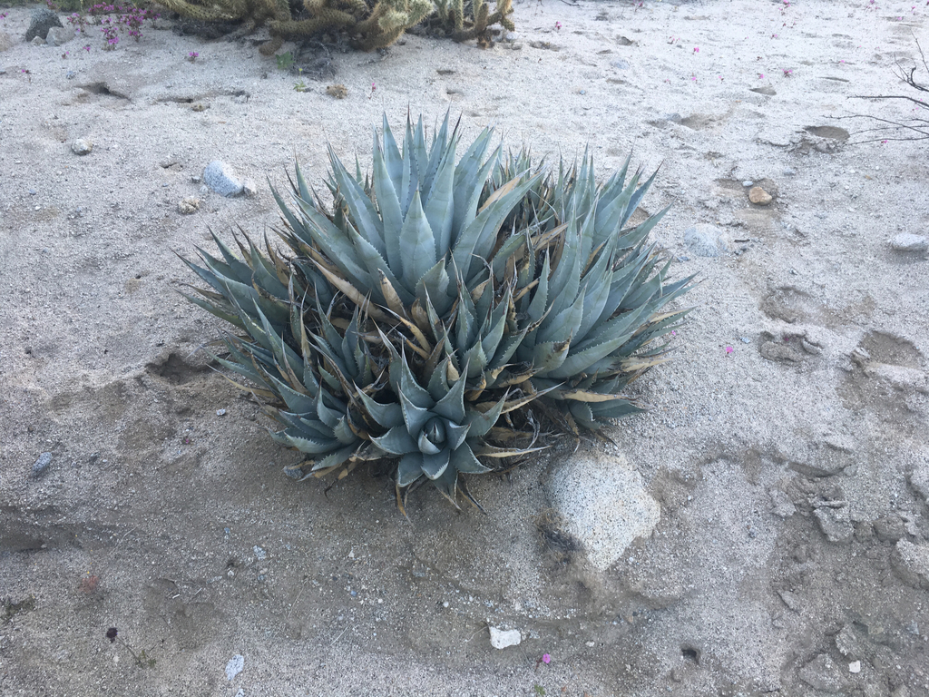 desert agave (Agave deserti) - Botanical Realm