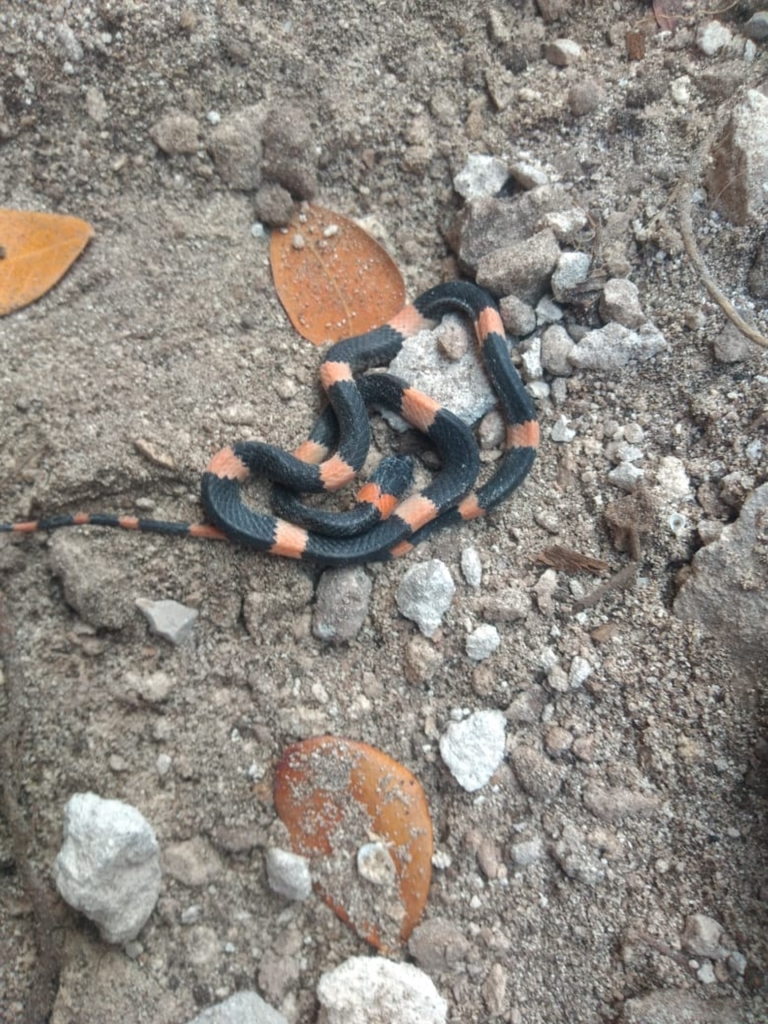 Snail-eating Thirst Snake from Quintana Roo, MX on April 21, 2020 at 12 ...