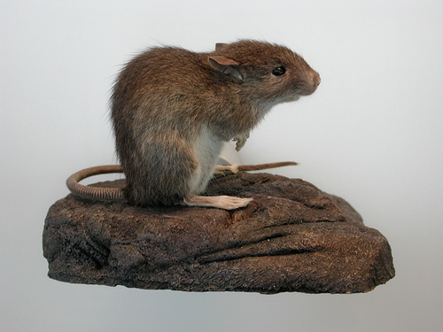 Polynesian Rat (Rattus exulans) - Know Your Mammals