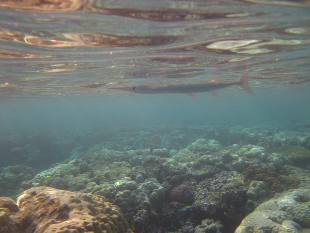 Red Sea Needlefish (Tylosurus choram) - Marine Life Identification