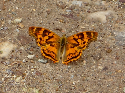 Laverna Emperor (Apatura laverna) · iNaturalist