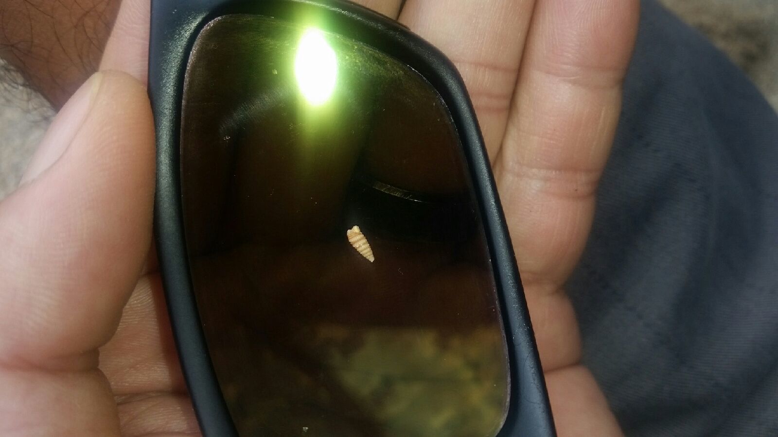 Mastonia cingulifera (Pease, 1861)