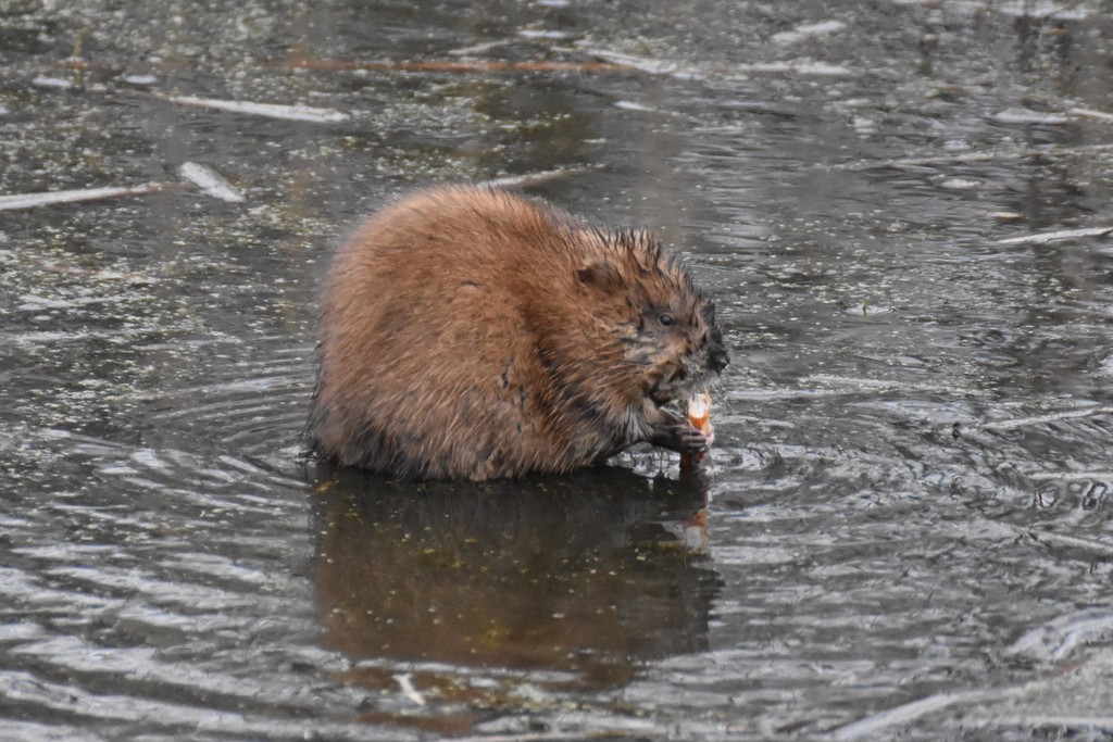 Muskrat (Ondatra zibethicus) - Know Your Mammals