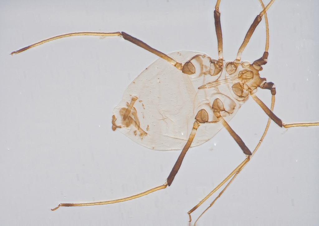 Onion Aphid from Orange, California, United States on 31 March, 2017 at ...