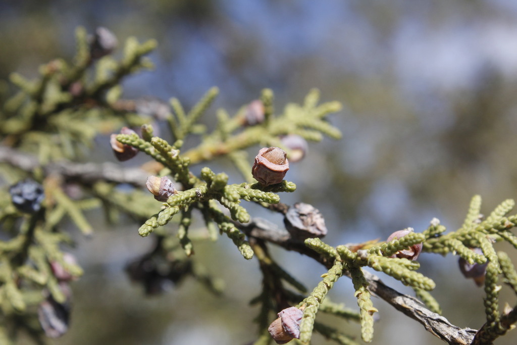 Slender oneseed juniper (Juniperus angosturana) - Botanical Realm