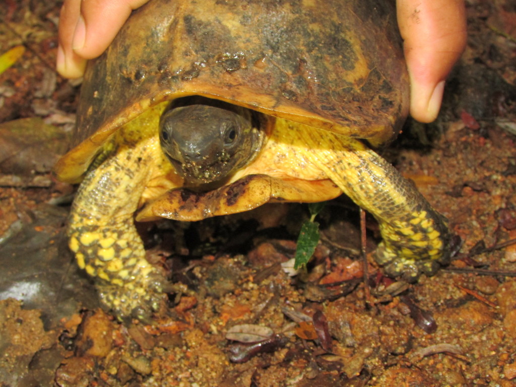 Brown Land Turtle in January 2020 by Gustavo Cobos Beltran. Vereda el ...