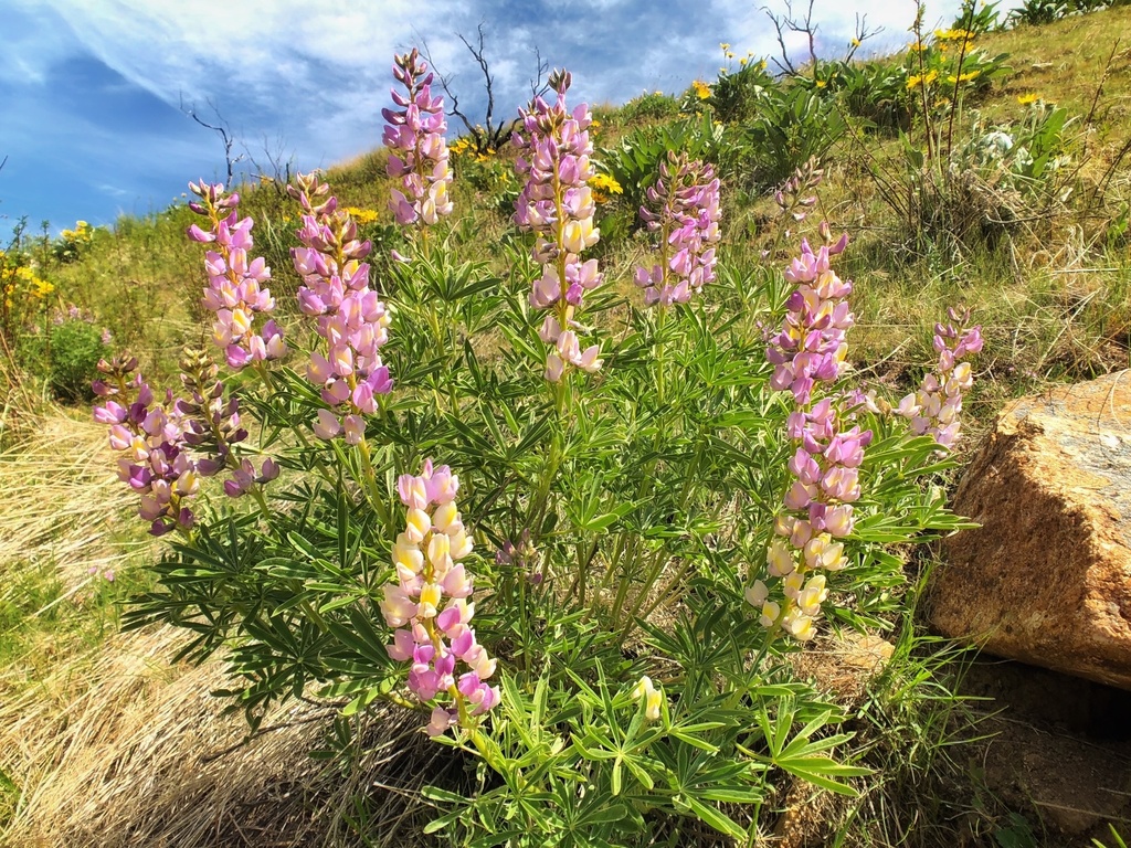 Longspur Lupine from Boise, ID, US on April 22, 2020 at 01:13 PM by ...