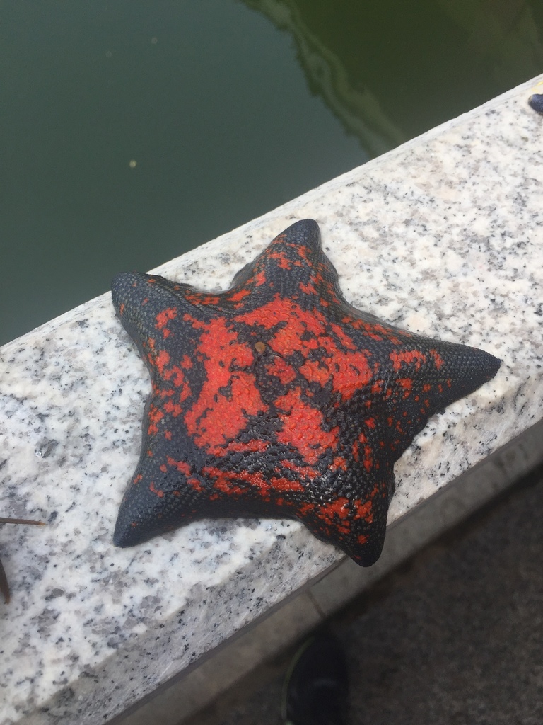 Blue Bat Star from 环翠区, 威海市, 山东省, CN on August 4, 2018 at 12:55 PM by ...