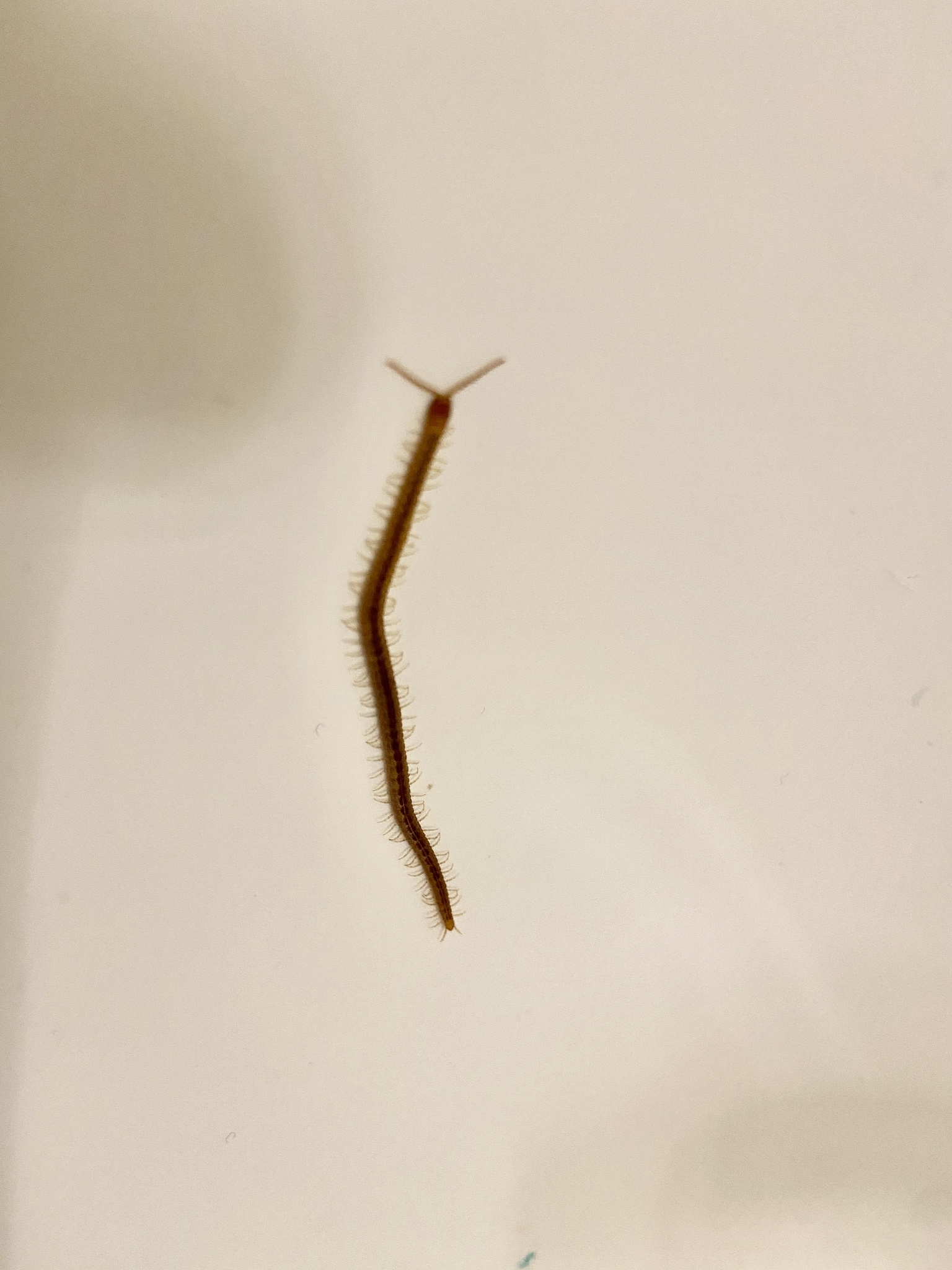 Geophilus vittatus Rafinesque, 1820