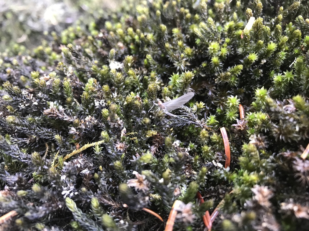 Mayflies from Central Coast, BC, Canada on February 19, 2020 at 03:02 ...