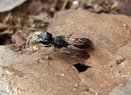 Pemphredon pulawskii · iNaturalist