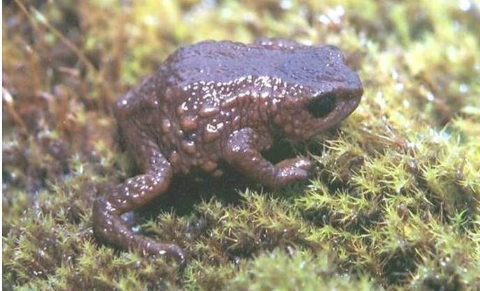 Osornophryne antisana Hoogmoed, 1987