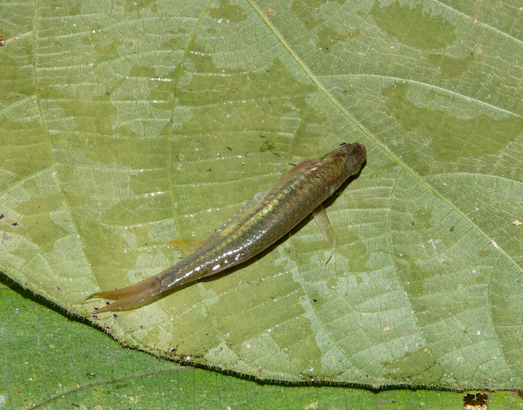 Indian Flying Barb from Dosdewa Forest trail on March 28, 2020 at 09:38 ...