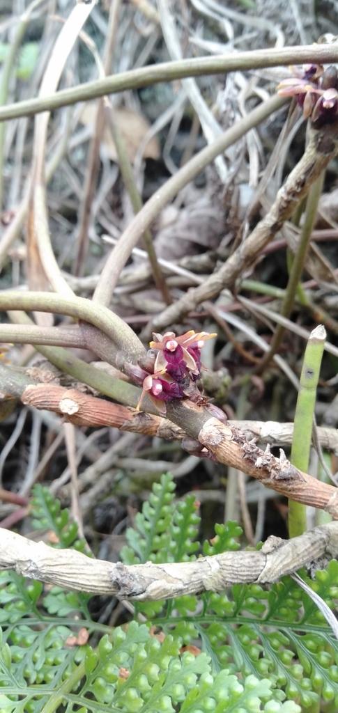 Velvet Orchids from Wangdue Phodrang, Bhutan on April 22, 2020 at 05:08 ...