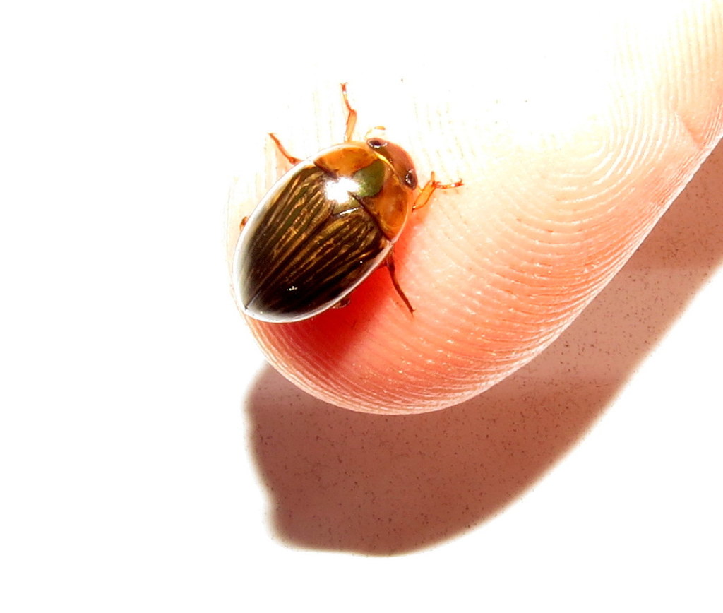 Tropisternus collaris from refuge residences, Comanche County, OK, USA ...