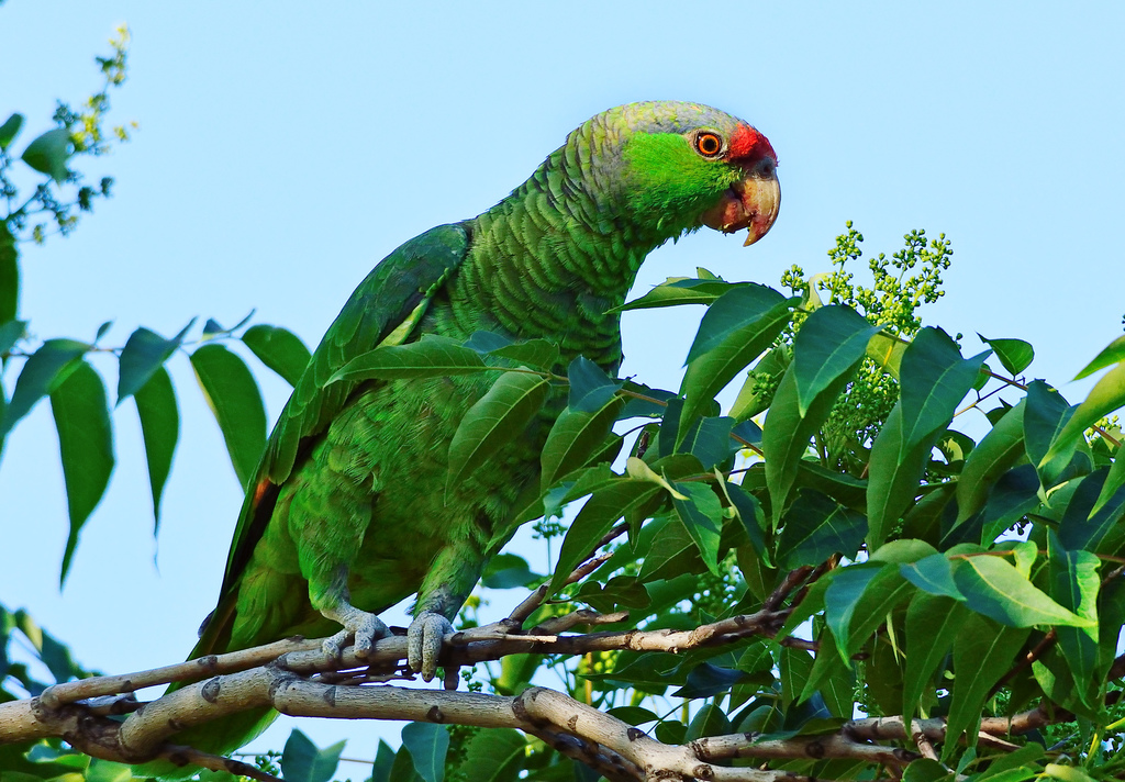 Lilac-crowned × Red-crowned Parrot in April 2020 by Ad Konings ...