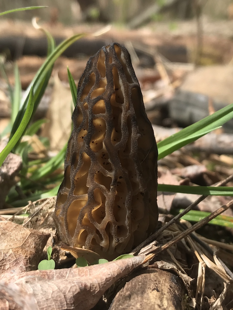 black morel in April 2020 by Brian Hunt. This is the First observation ...